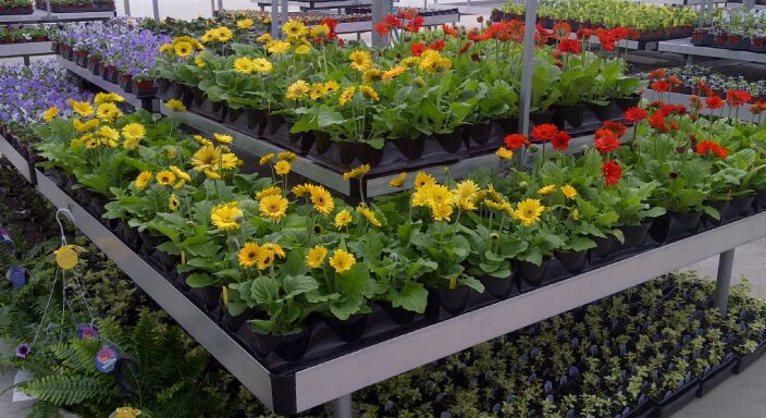 Greenhouse Growing Benches